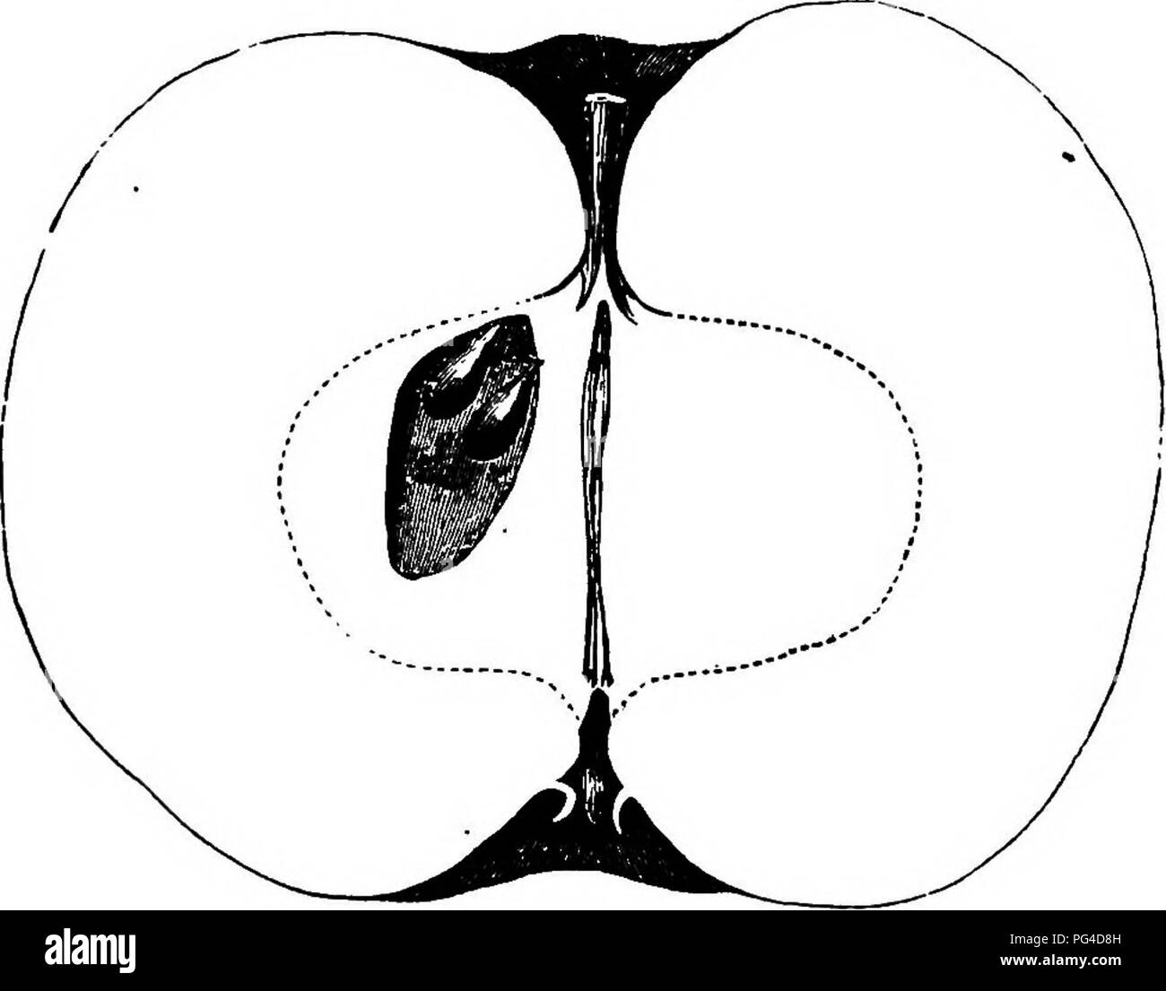 Apple Ii Black and White Stock Photos & Images - Alamy