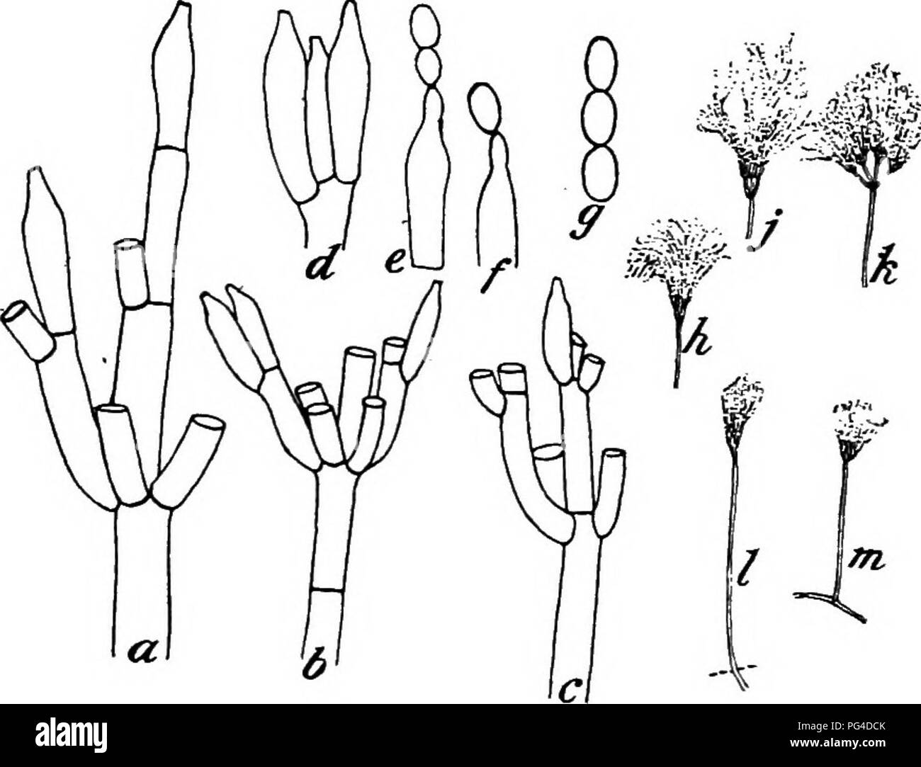 Sterigmata hi-res stock photography and images - Alamy