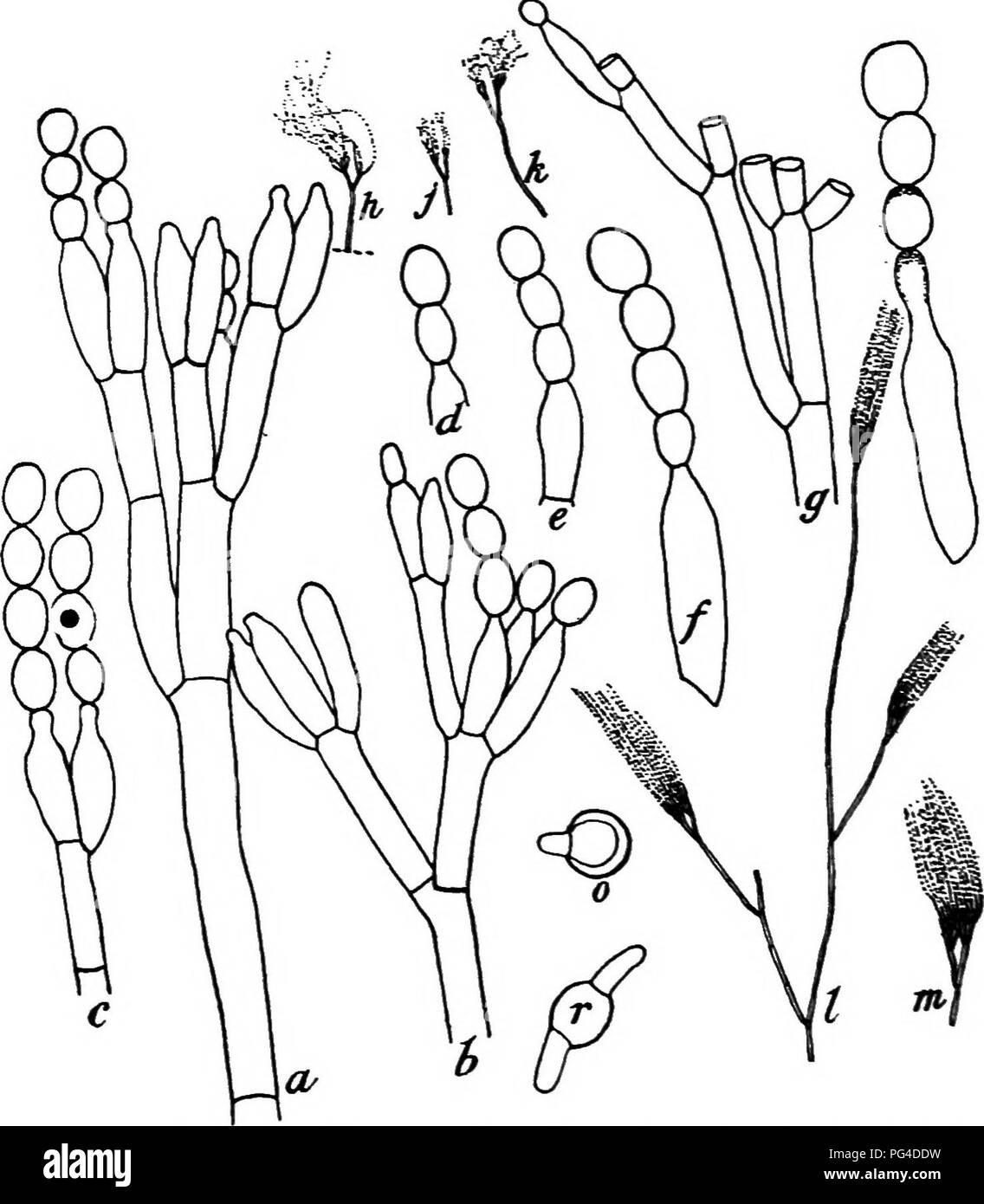 Conidiospores hi-res stock photography and images - Alamy