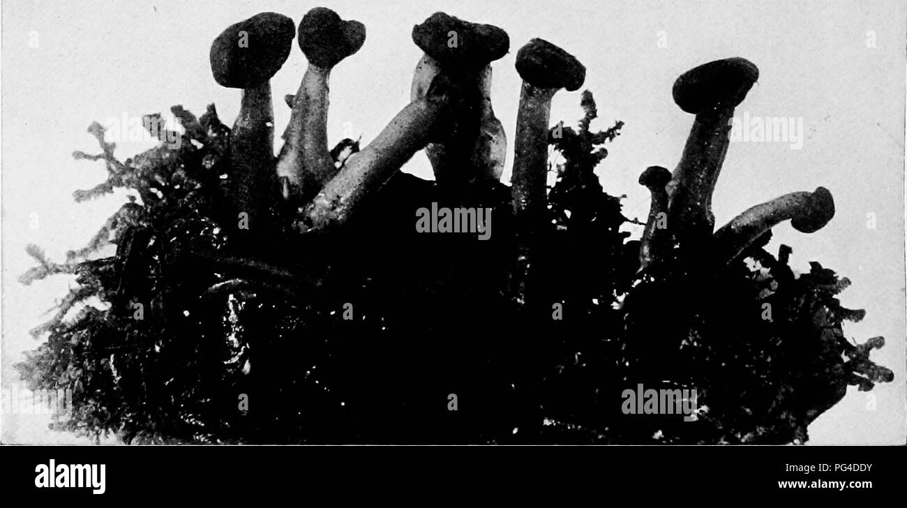 This guide provides information on identifying and studying common ...