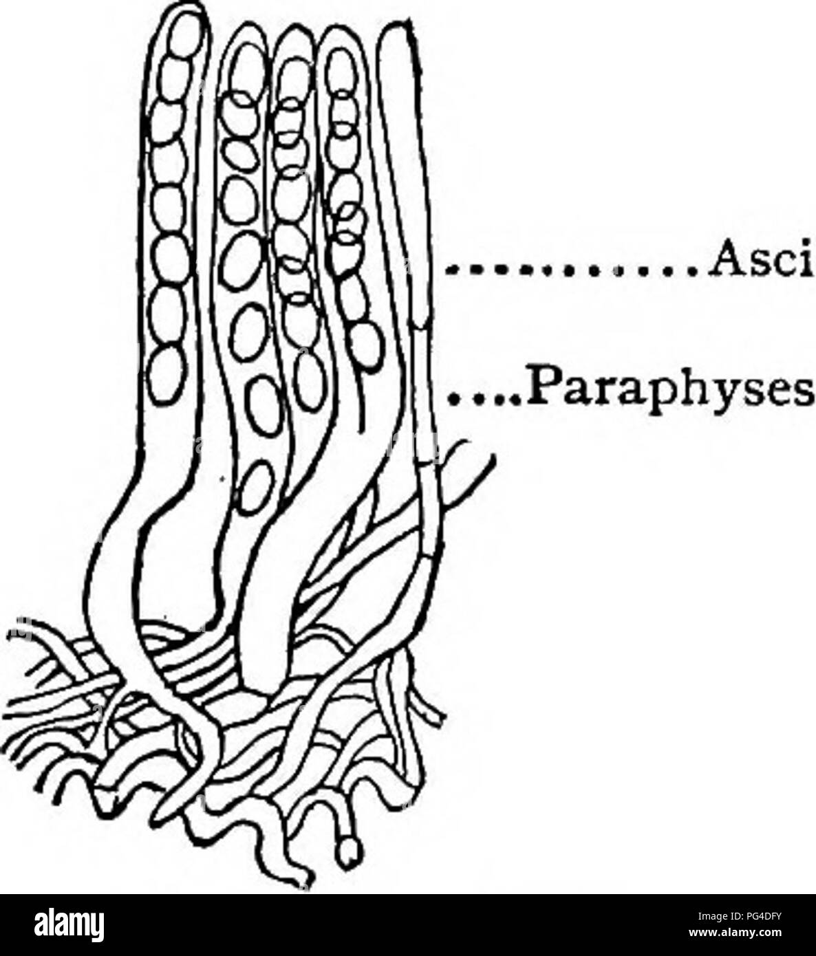 This guide to fungi focuses on Ascomycetes, a class of fungi that ...