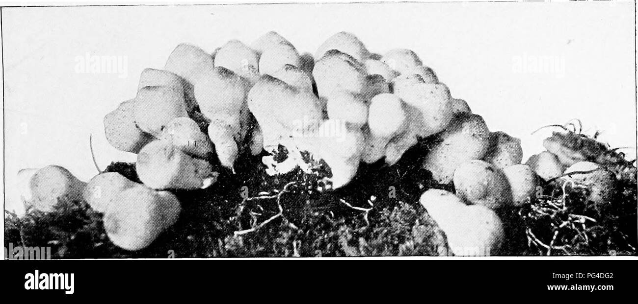 Puffball identification Black and White Stock Photos & Images - Alamy