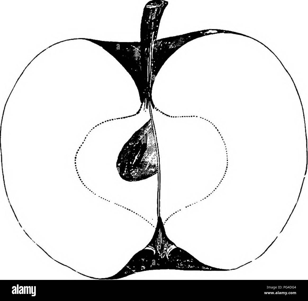 A guide to the classification and description of apple varieties in the ...