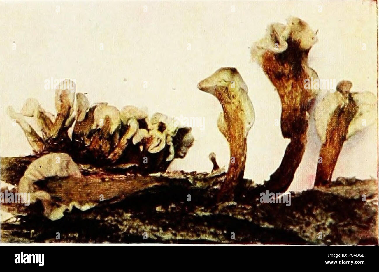 This book is a guide to identifying and studying common fungi, focusing ...