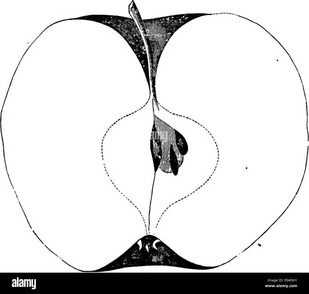 This description of various apple varieties provides details on their ...