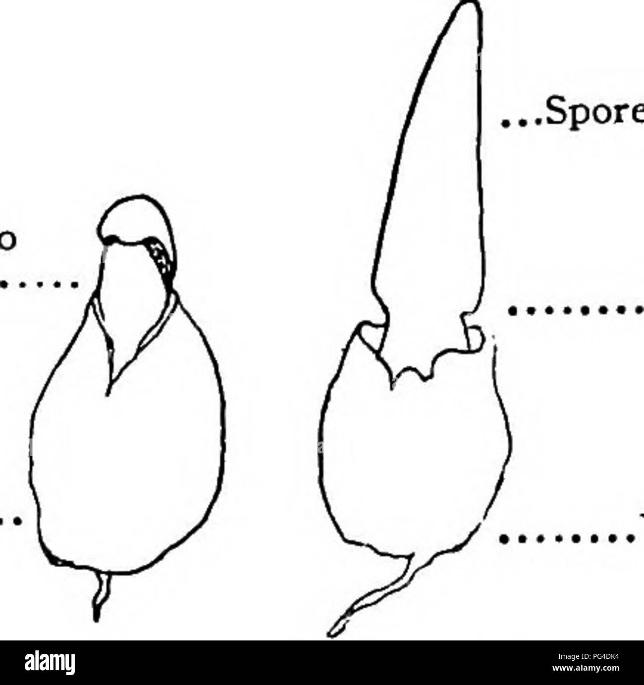 This guide provides practical advice on identifying common mushrooms ...