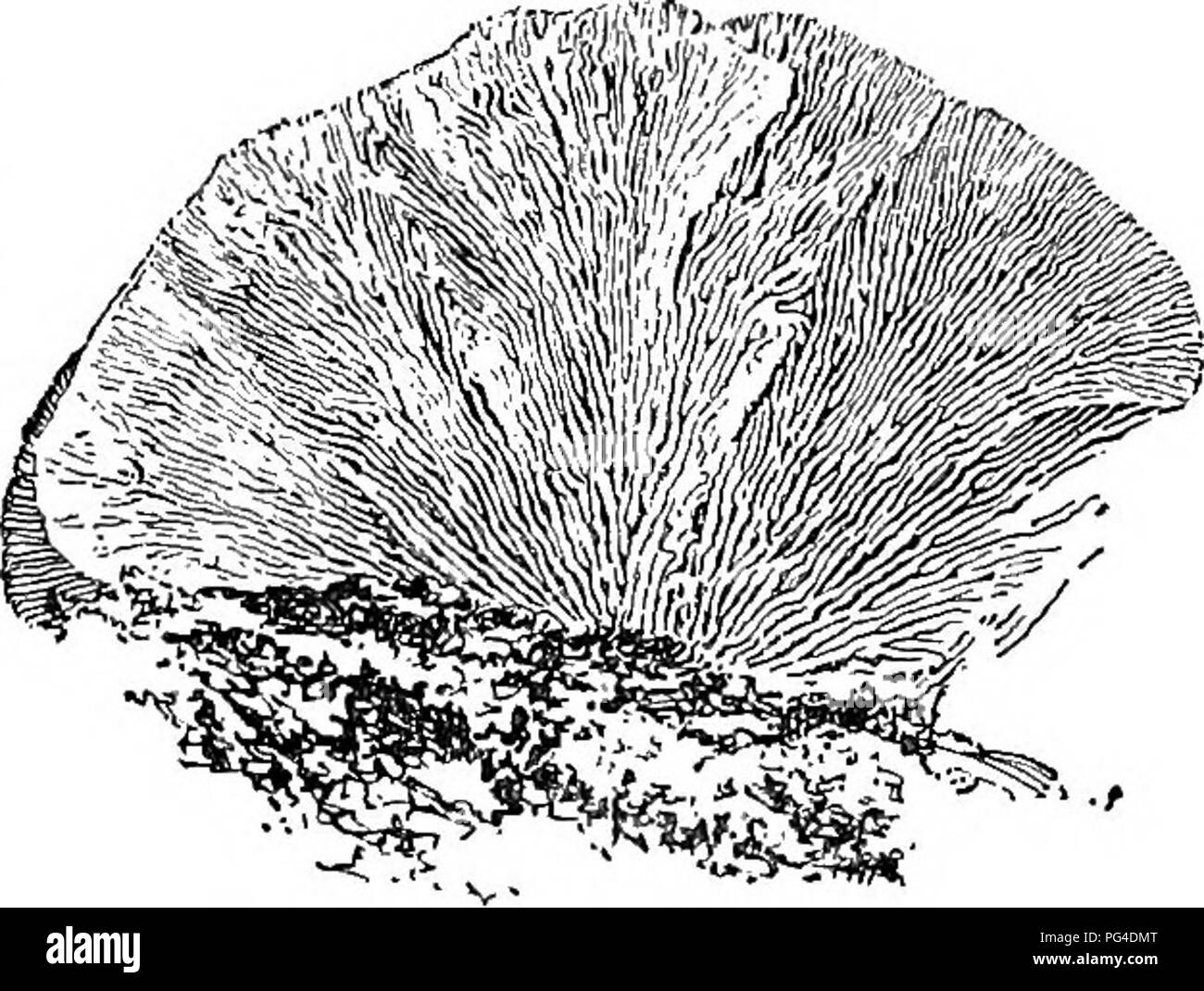This guide focuses on the identification and study of common fungi ...