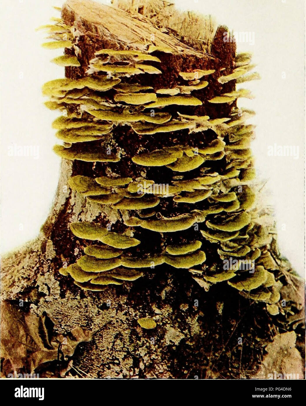 This guide provides identification tips and insights into common fungi ...