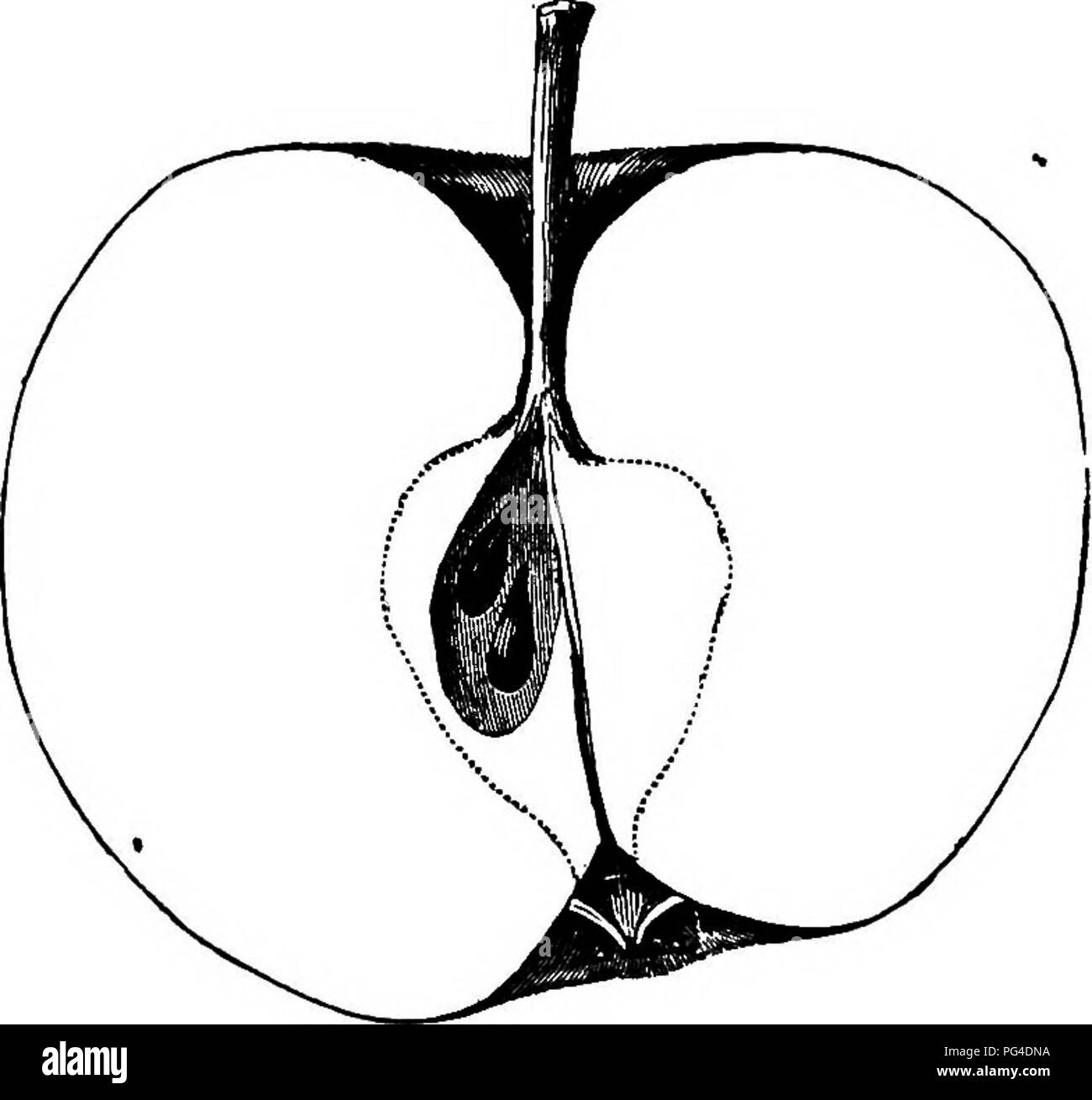 This guide provides detailed descriptions of different apple varieties ...