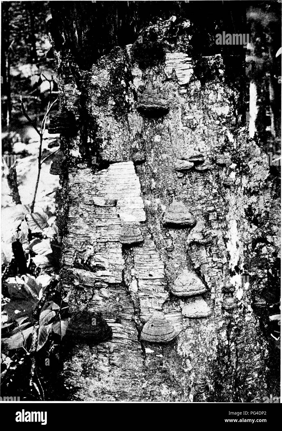 Tube fungi Black and White Stock Photos & Images - Alamy