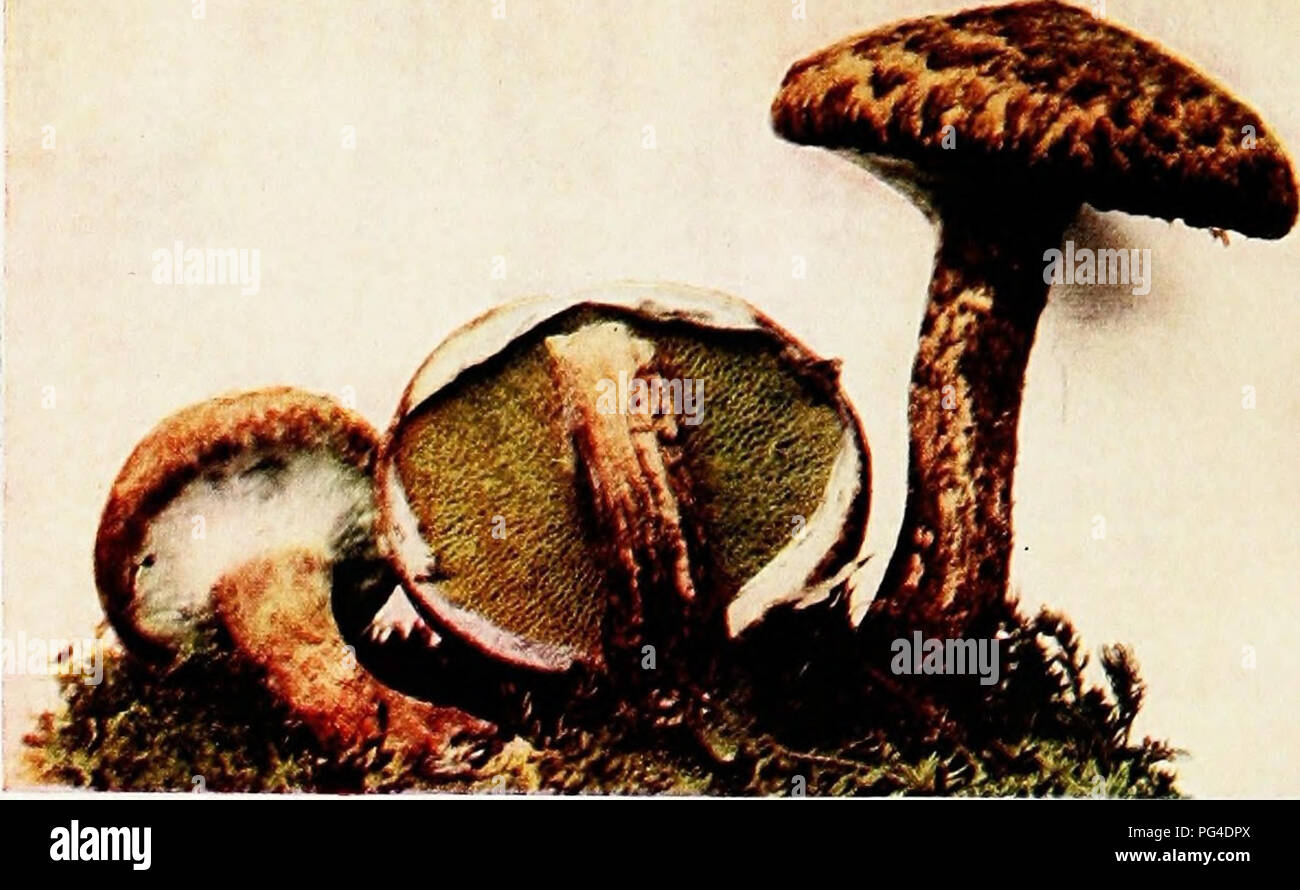 This image features Boletinus pictus, a common edible mushroom. It is ...