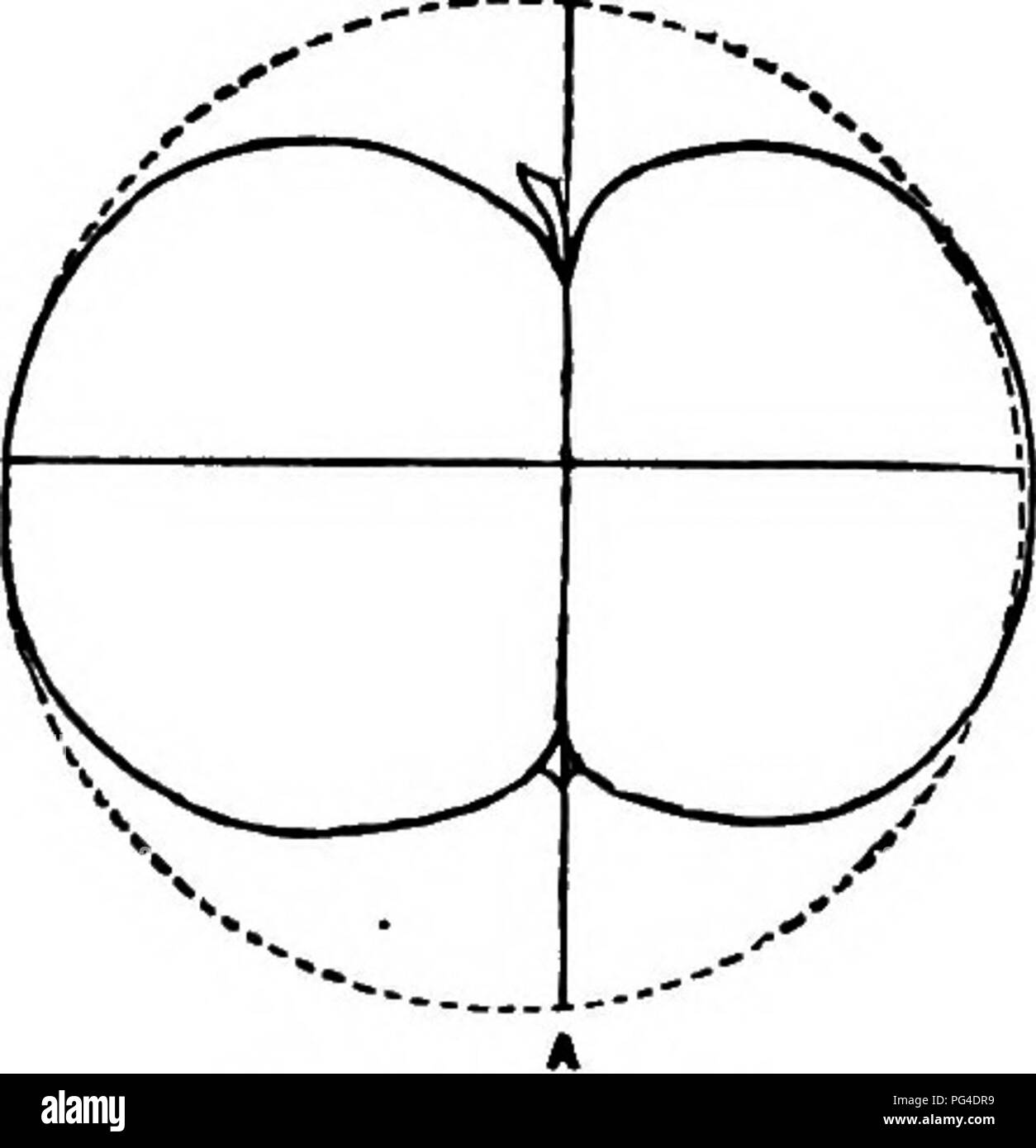 Comprehensive guide to the classification and description of apple ...