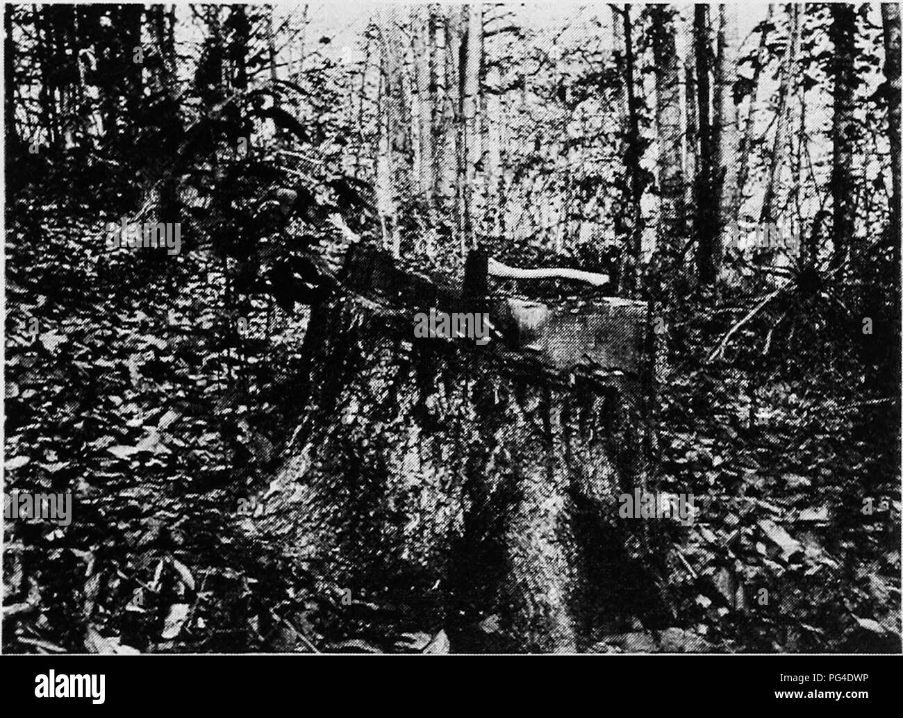 Felled tree stump image Black and White Stock Photos & Images - Alamy