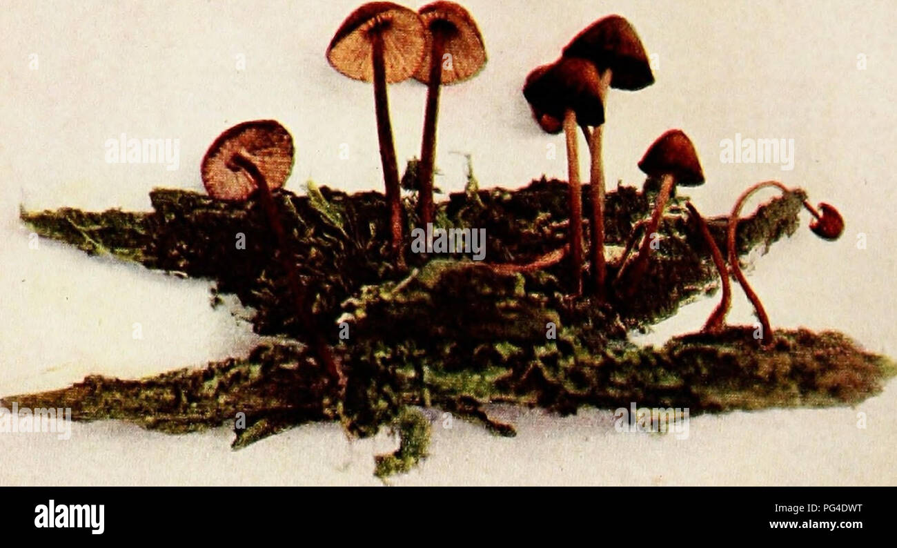 A guide to identifying and studying common fungi, with a focus on ...