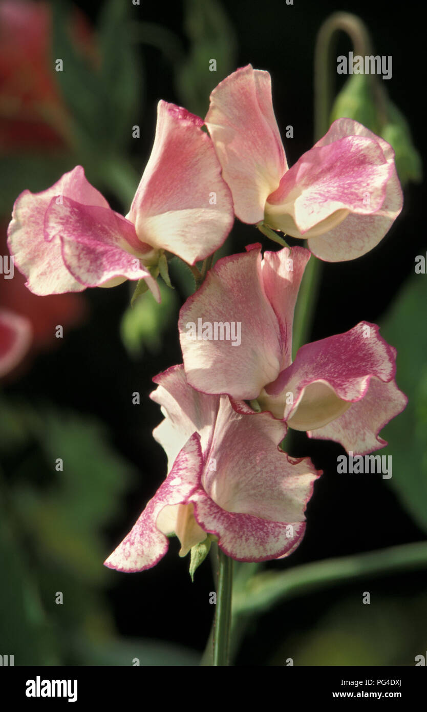 Bussel hi-res stock photography and images - Alamy