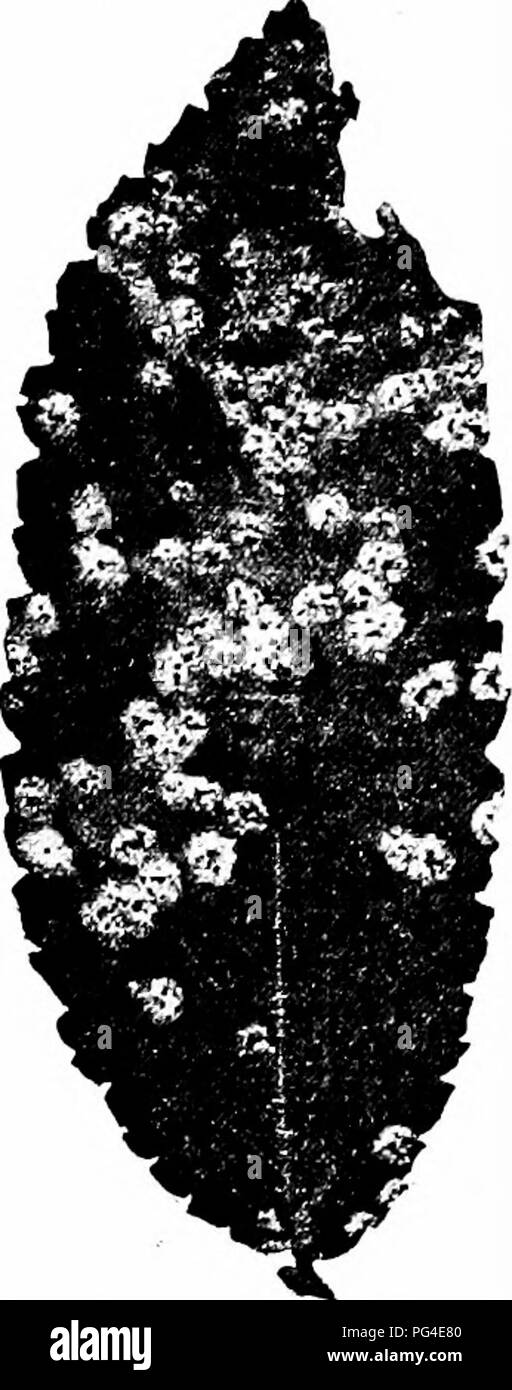 This image features a detailed study of the fir rust disease caused by ...