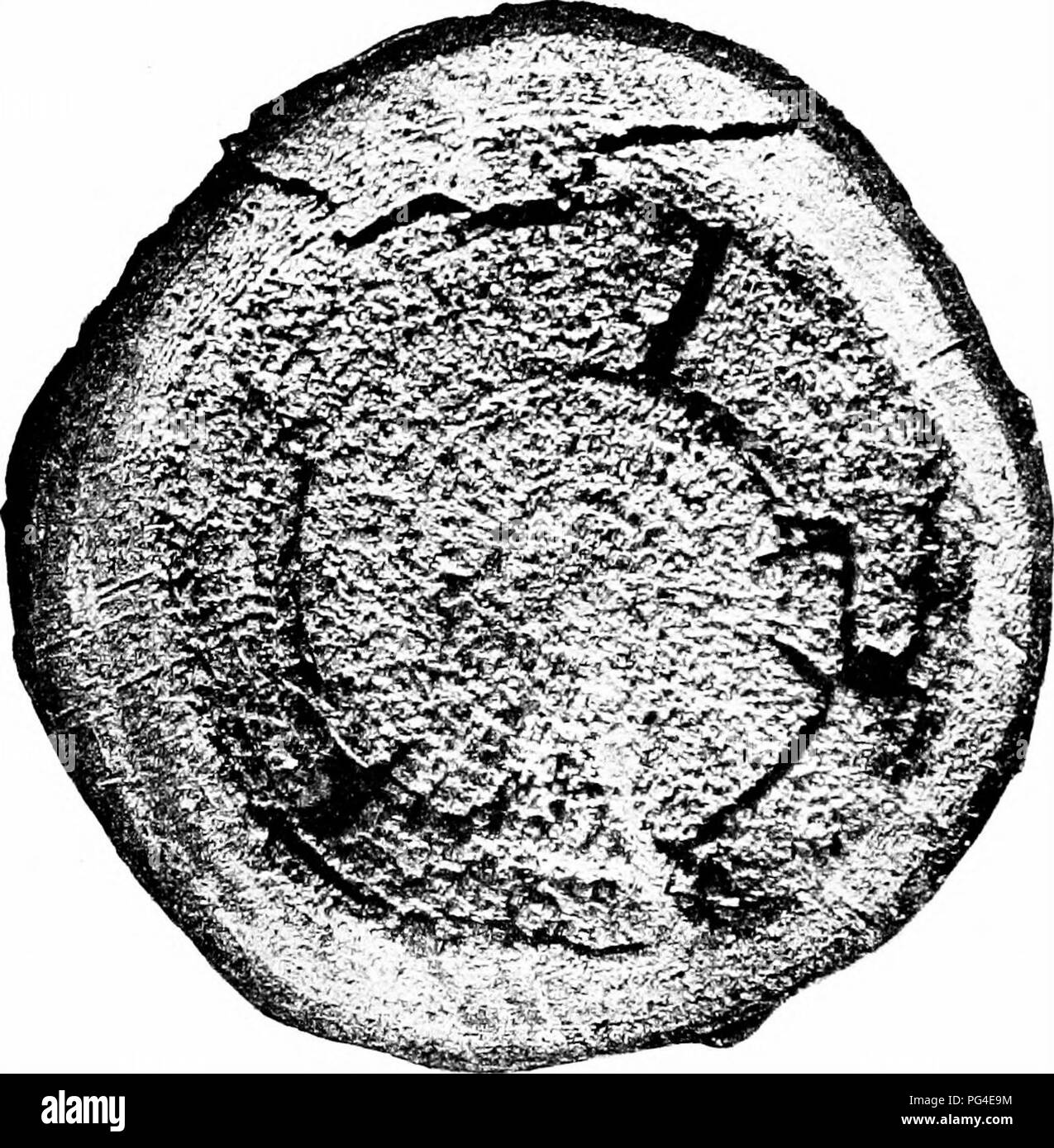 The image depicts the destructive effects of root rot caused by the ...