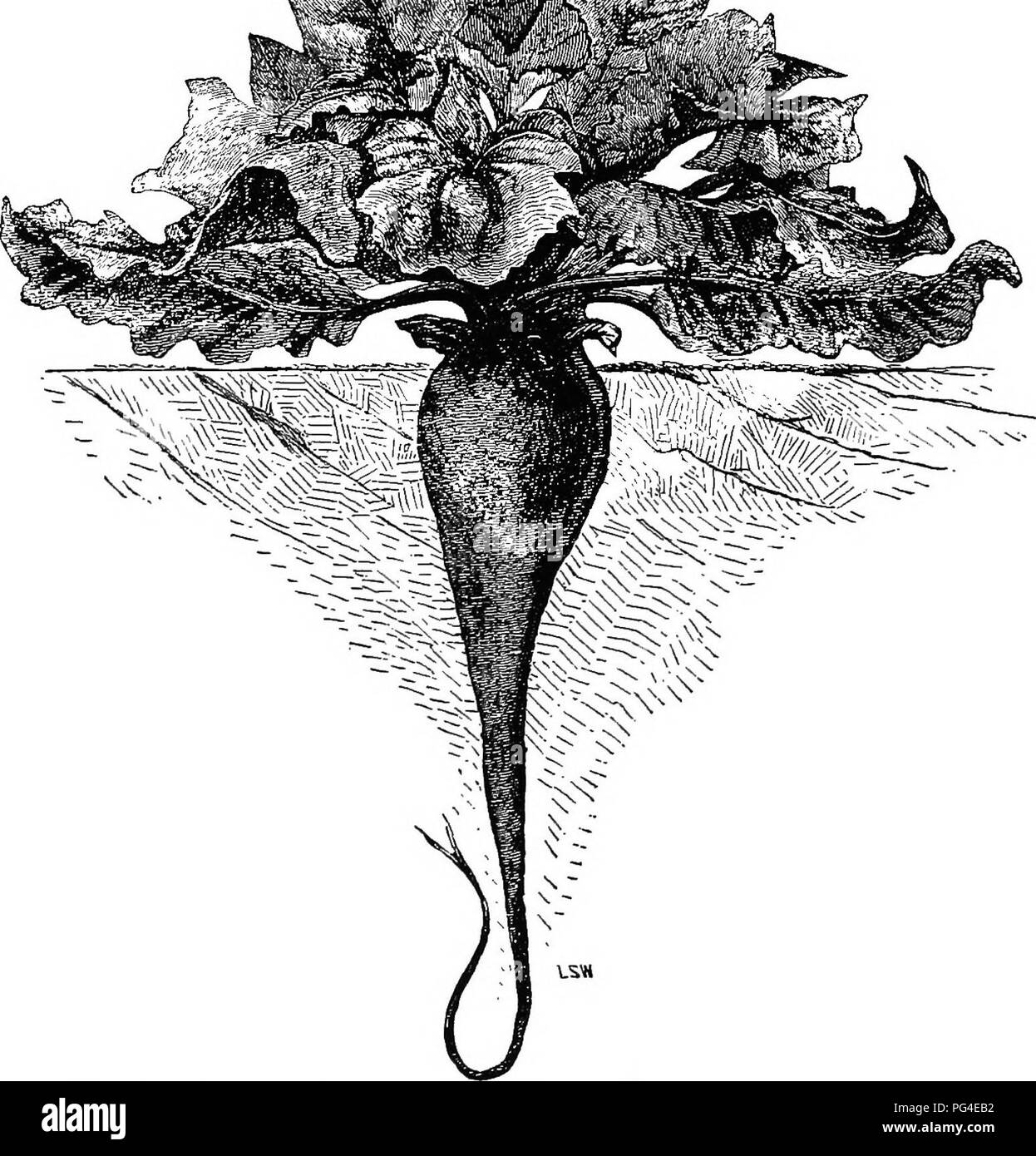 . The sugar beet : including a history of the beet sugar industry in ...