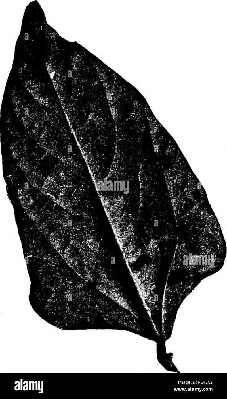 Angular leaf spot Black and White Stock Photos & Images - Alamy