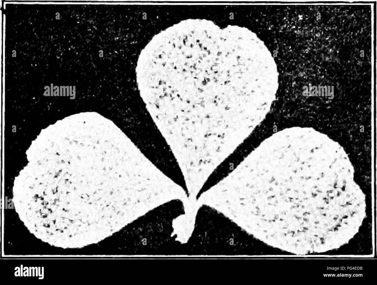 This publication focuses on plant diseases that affect economically ...