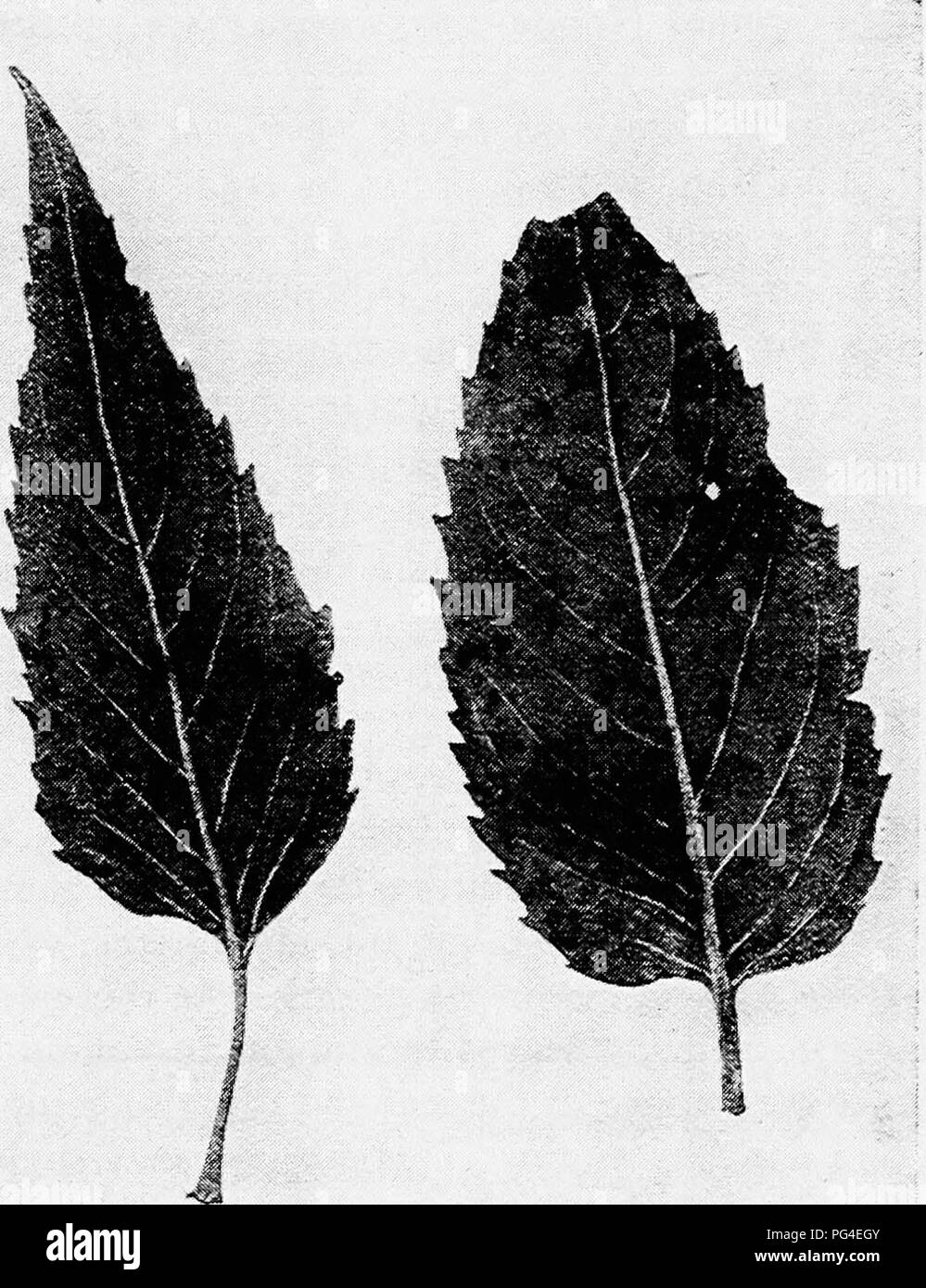 This work documents various plant diseases affecting crops in Minnesota ...