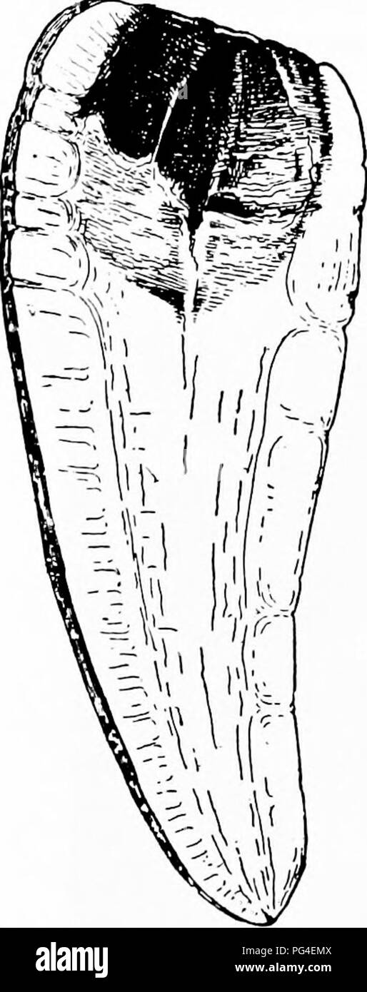 Bacterial soft rot Black and White Stock Photos & Images - Alamy