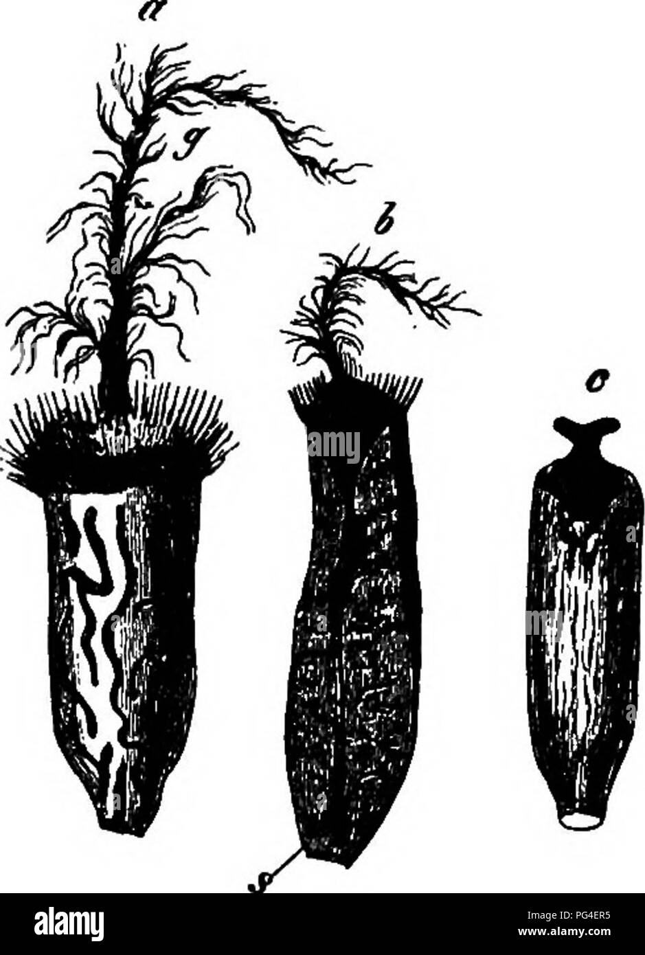 This scientific text outlines the comparative morphology of fungi ...