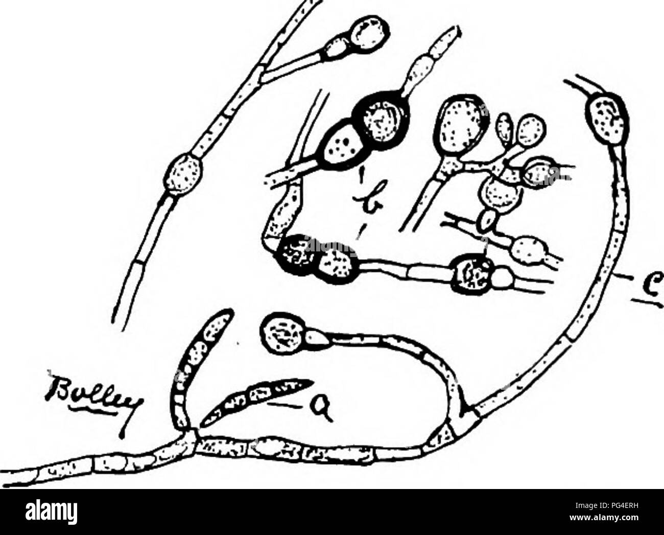 Flax plant infection hi-res stock photography and images - Alamy