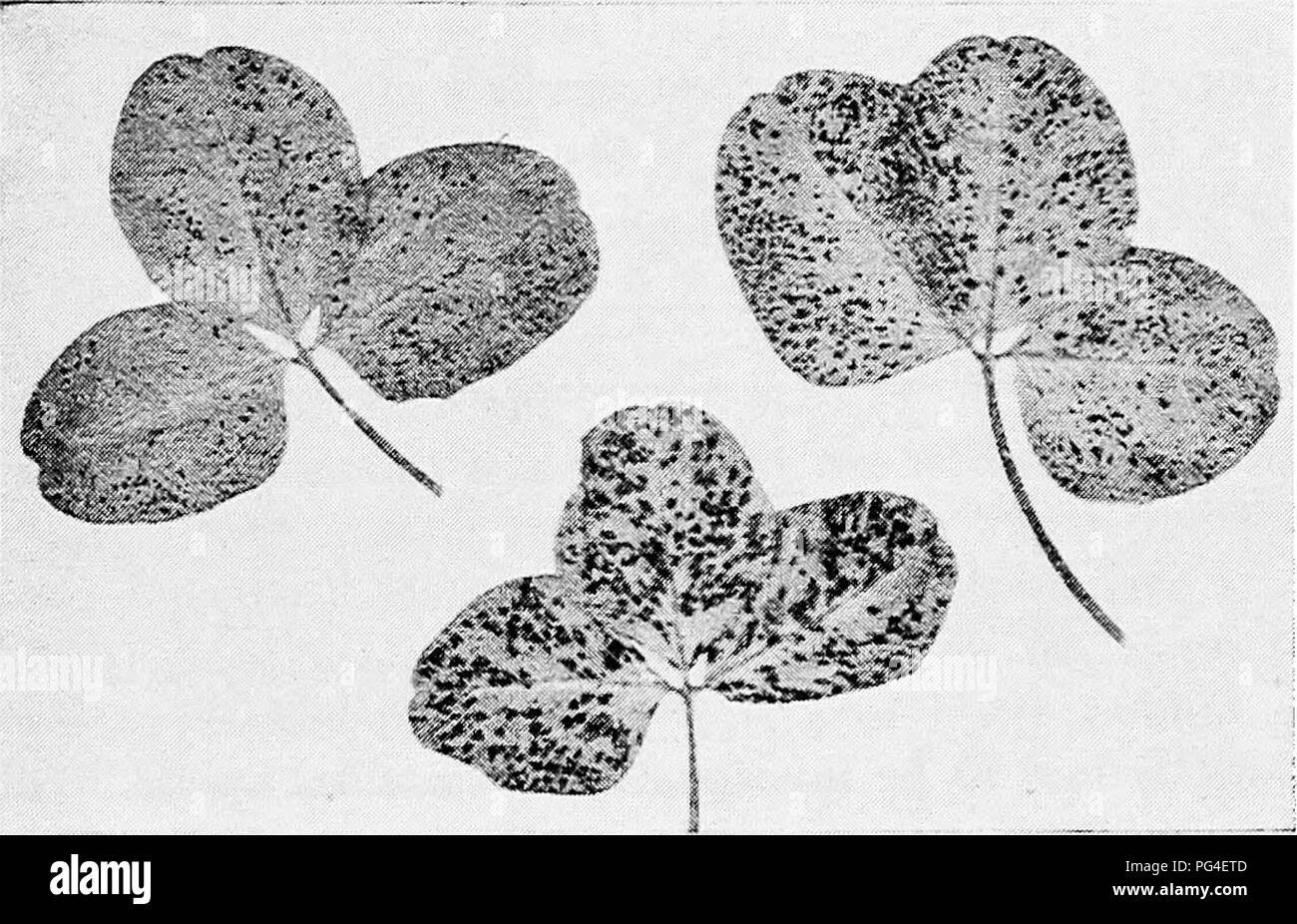 Leaf like appendages Black and White Stock Photos & Images - Alamy