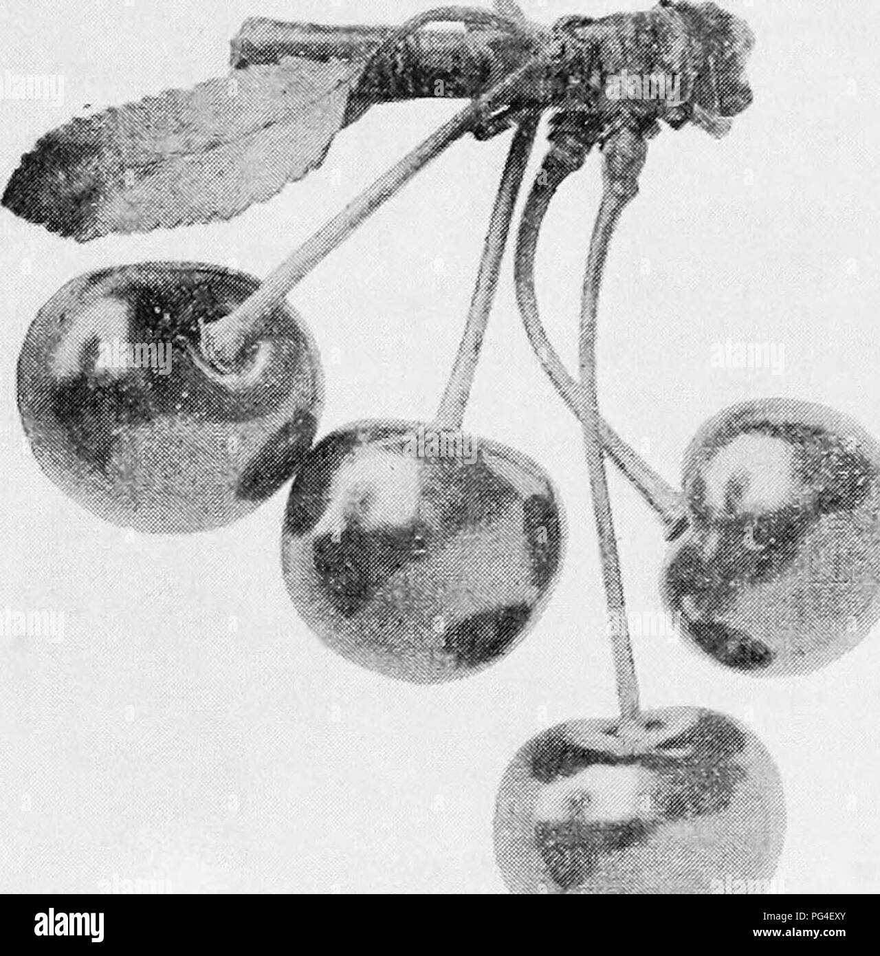 Morello cherries Black and White Stock Photos & Images - Alamy