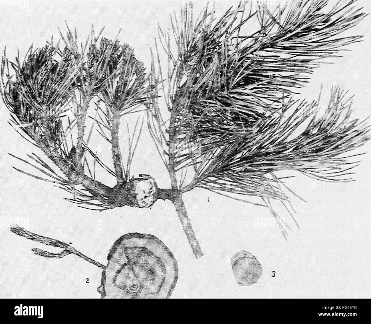 Conifer trees disease Black and White Stock Photos & Images - Alamy