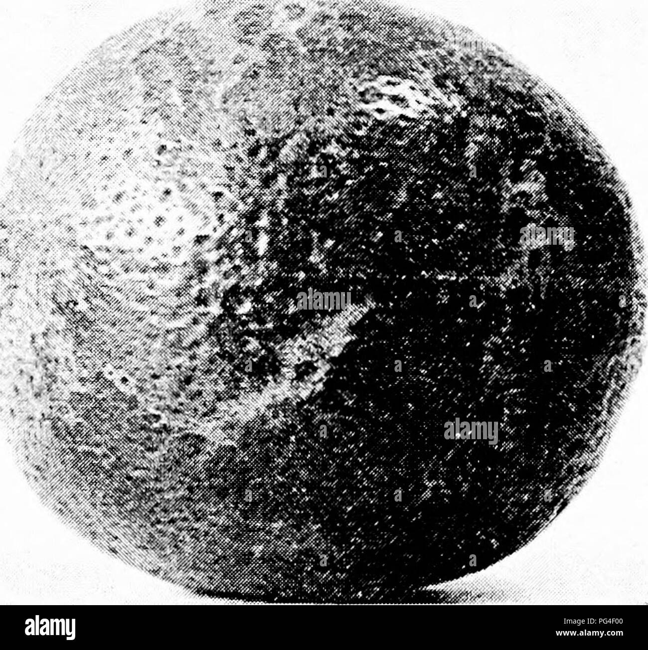 Tahiti lime tree Black and White Stock Photos & Images - Alamy