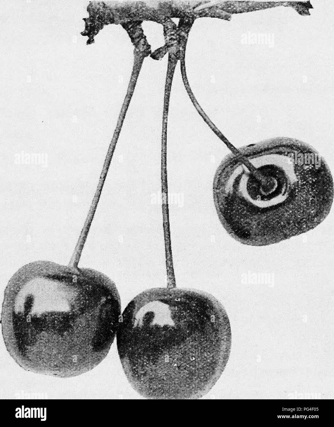 Tart fruits Black and White Stock Photos & Images - Alamy