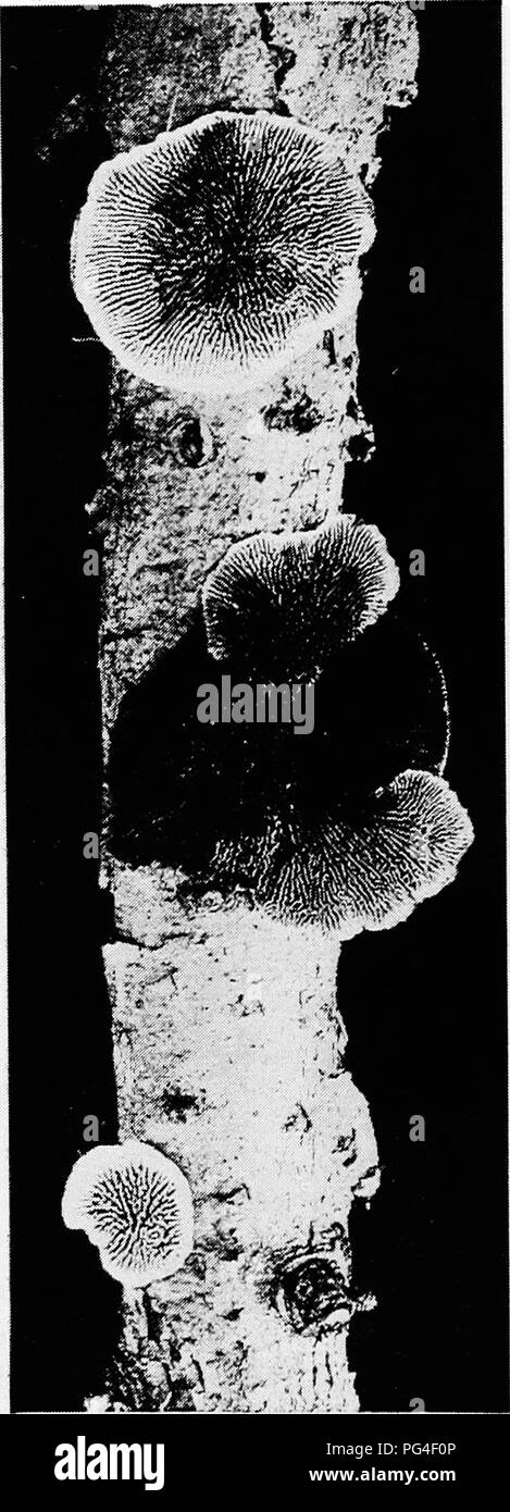 This image depicts a fungal disease found in Minnesota trees ...