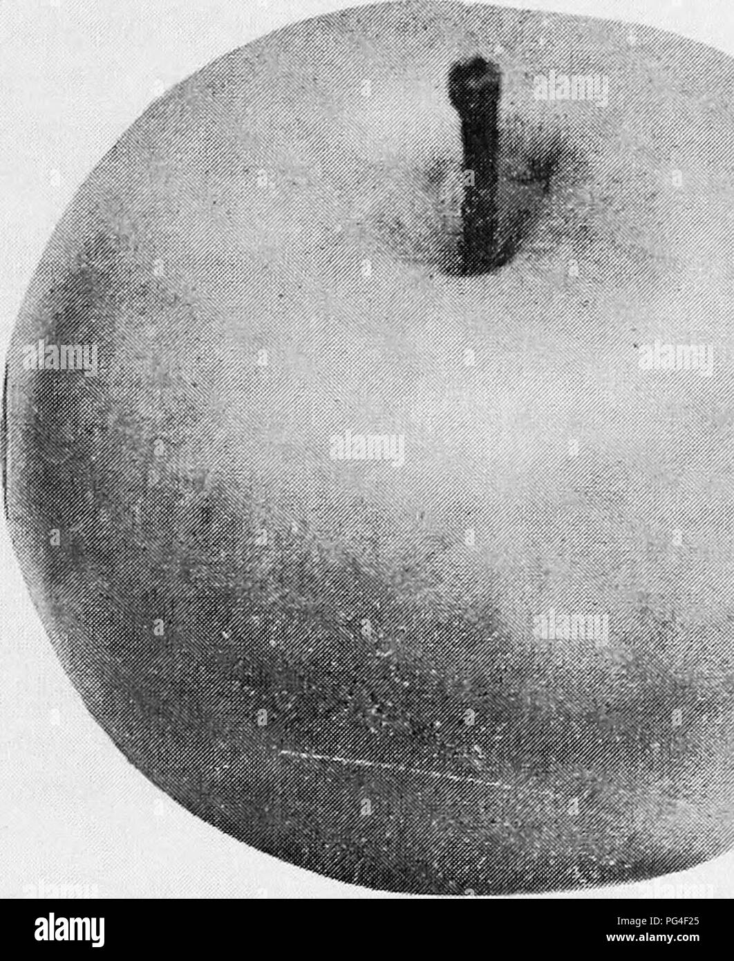 Fruit stalk texture Black and White Stock Photos & Images - Alamy