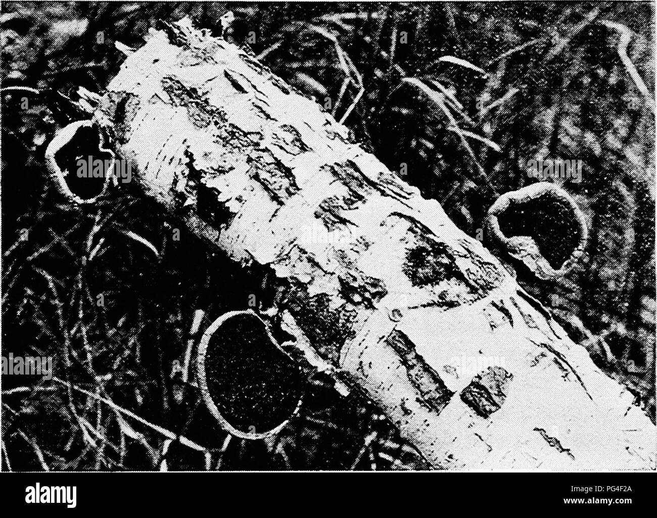 Spongy bodies hi-res stock photography and images - Alamy