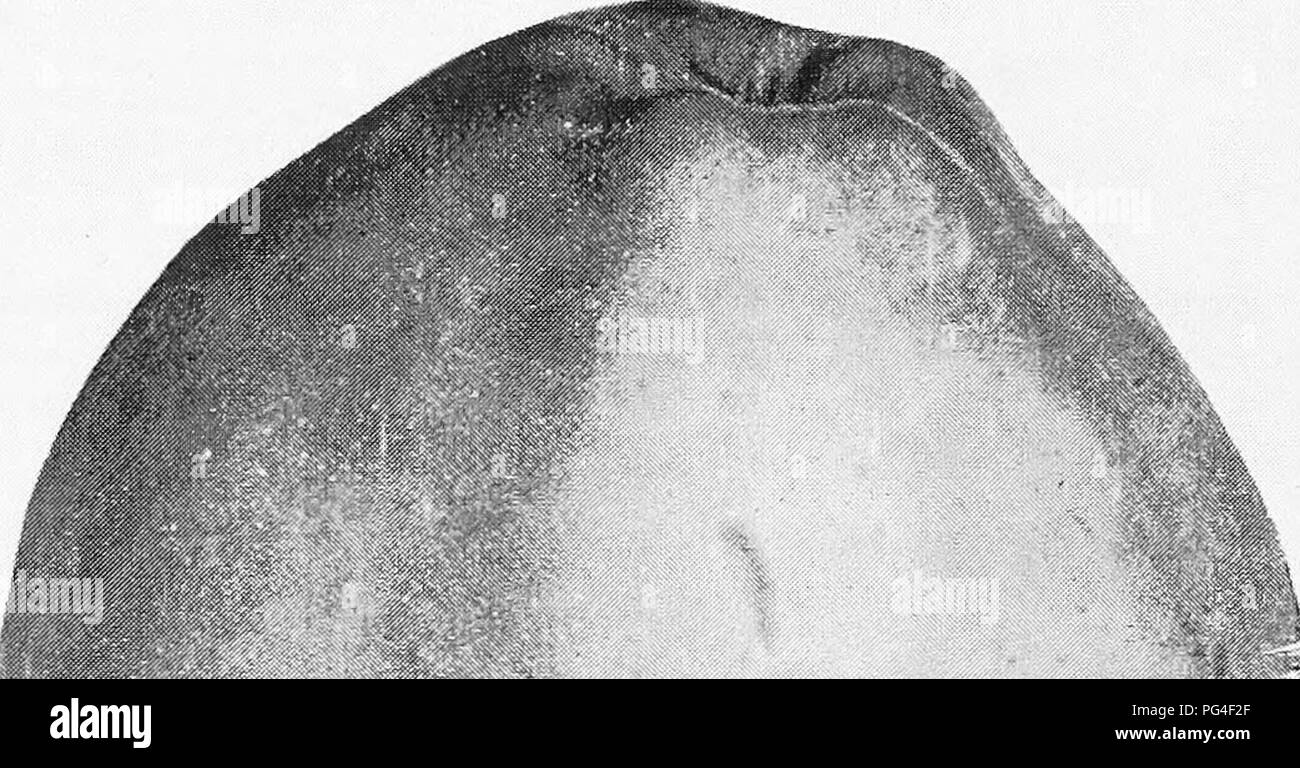 The report discusses the Yellow Bellflower apple variety, describing ...