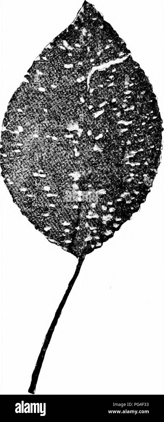 Piricola hi-res stock photography and images - Alamy