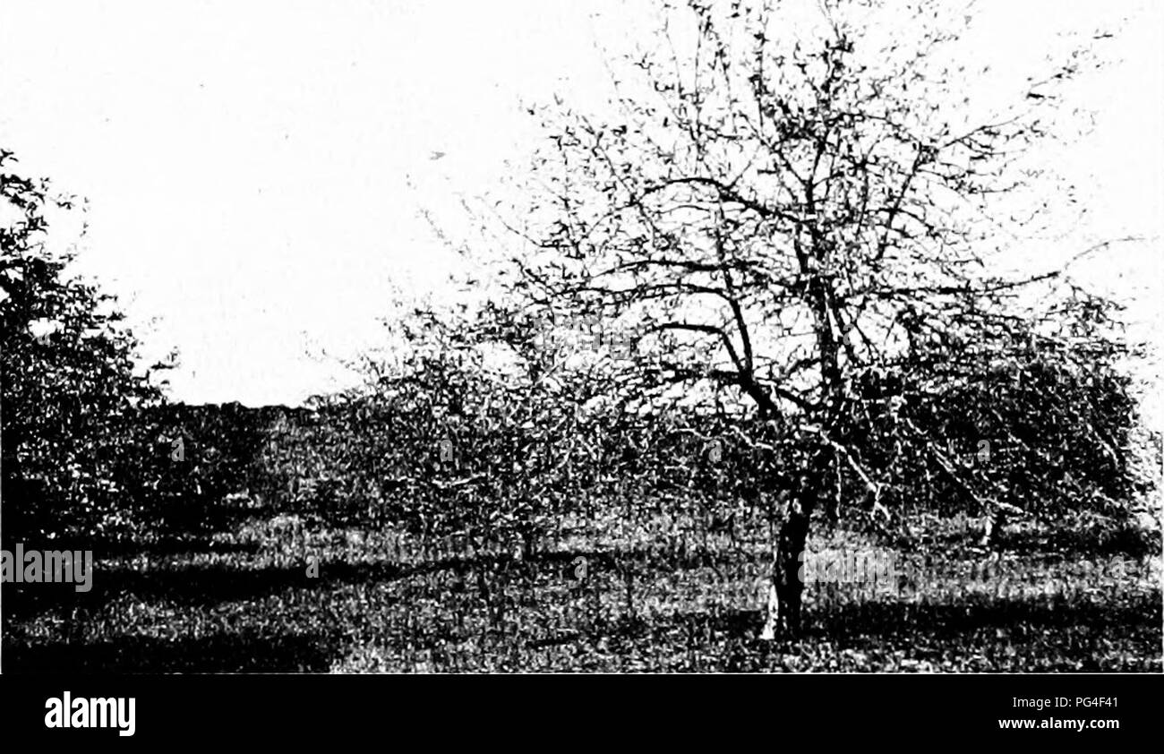 This work covers various diseases affecting economically significant ...