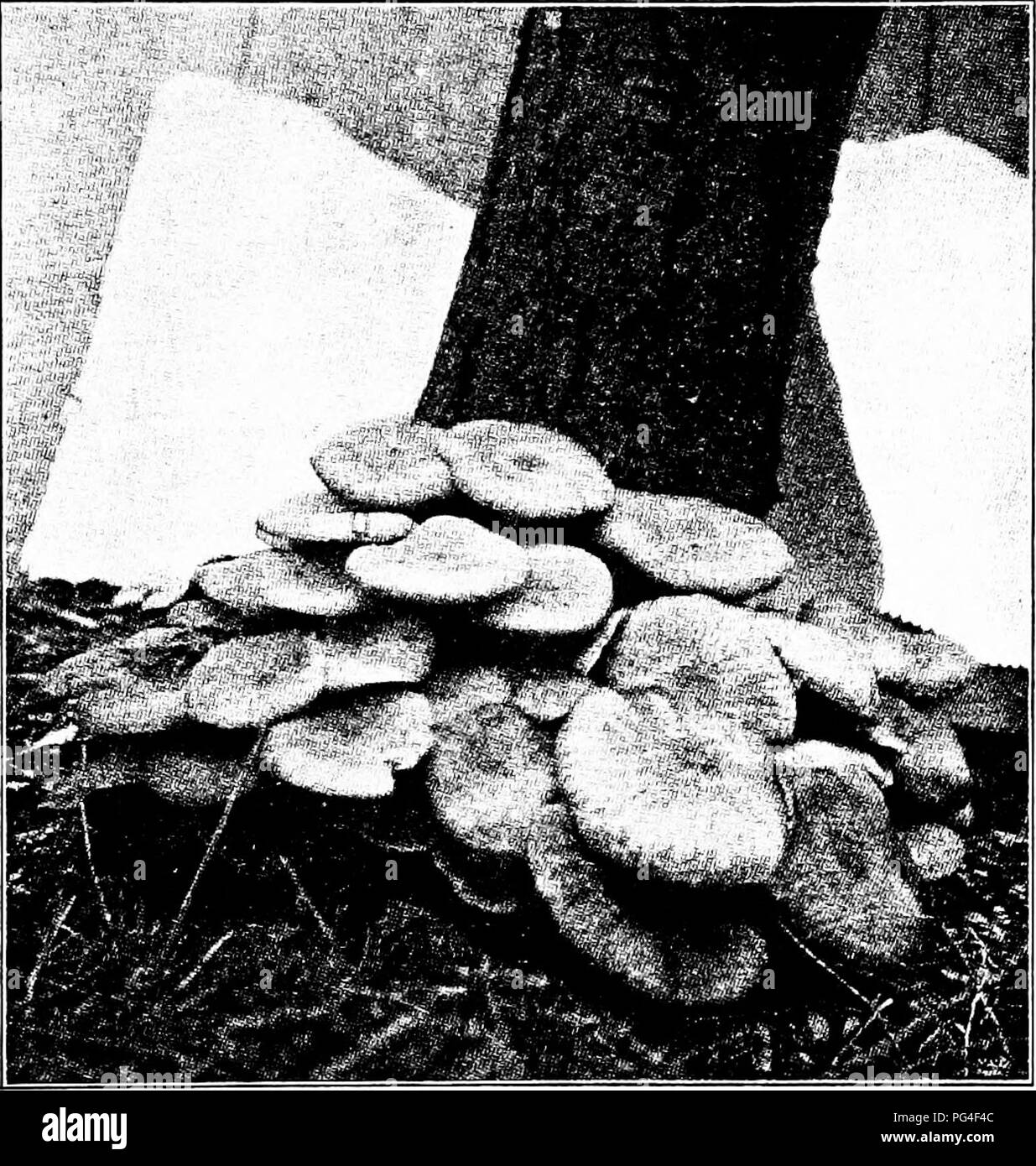 Cotton root rot Black and White Stock Photos & Images - Alamy