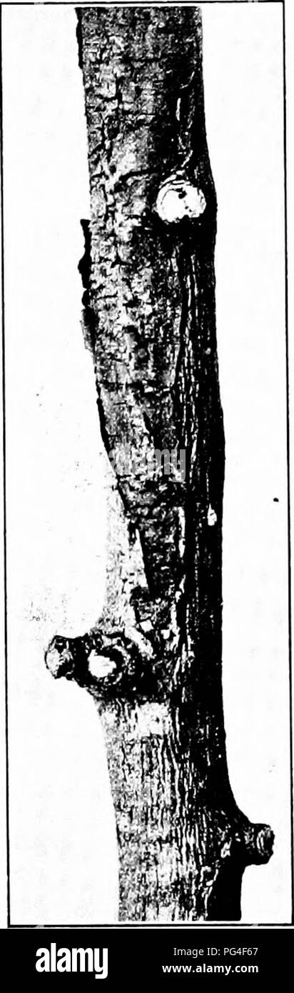 Canker bark Black and White Stock Photos & Images - Alamy