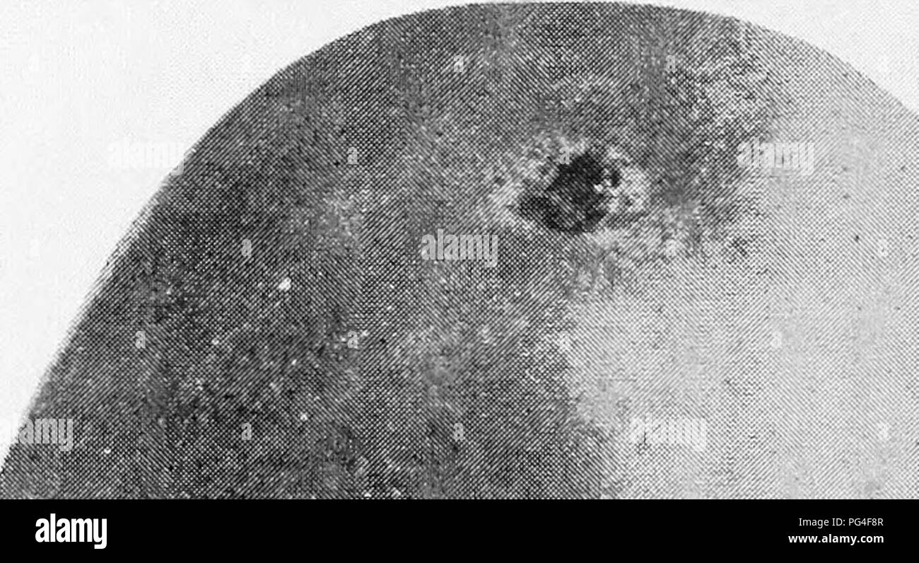 This image depicts the Seek-No-Further apple variety, originating from ...