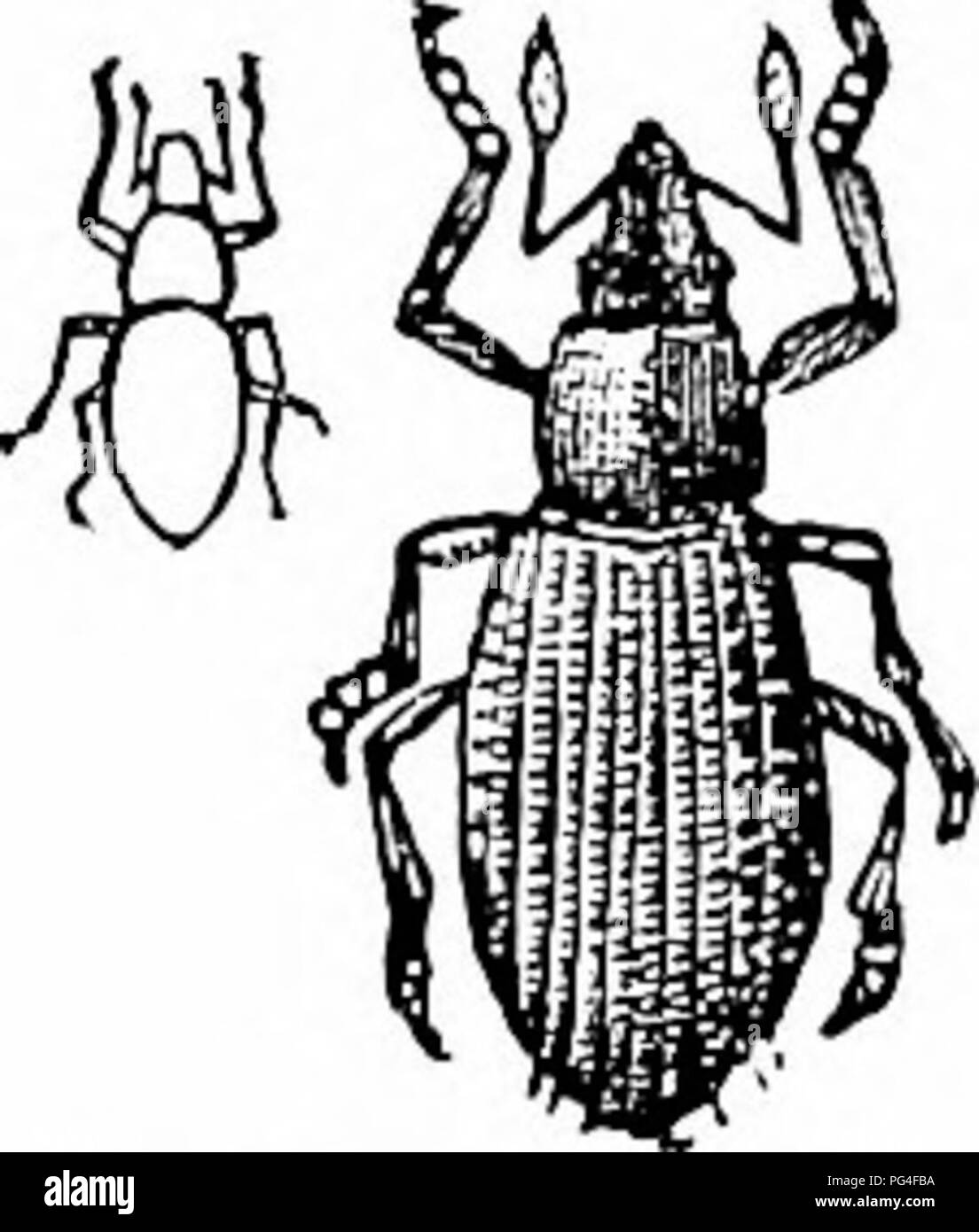 Flow bud Black and White Stock Photos & Images - Alamy