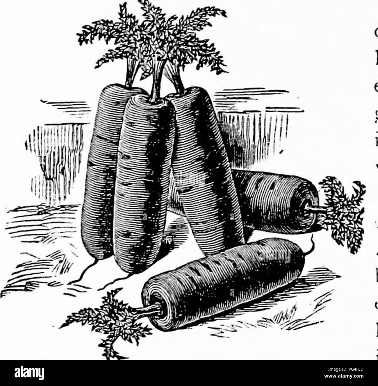 Cabbage stump Black and White Stock Photos & Images - Alamy