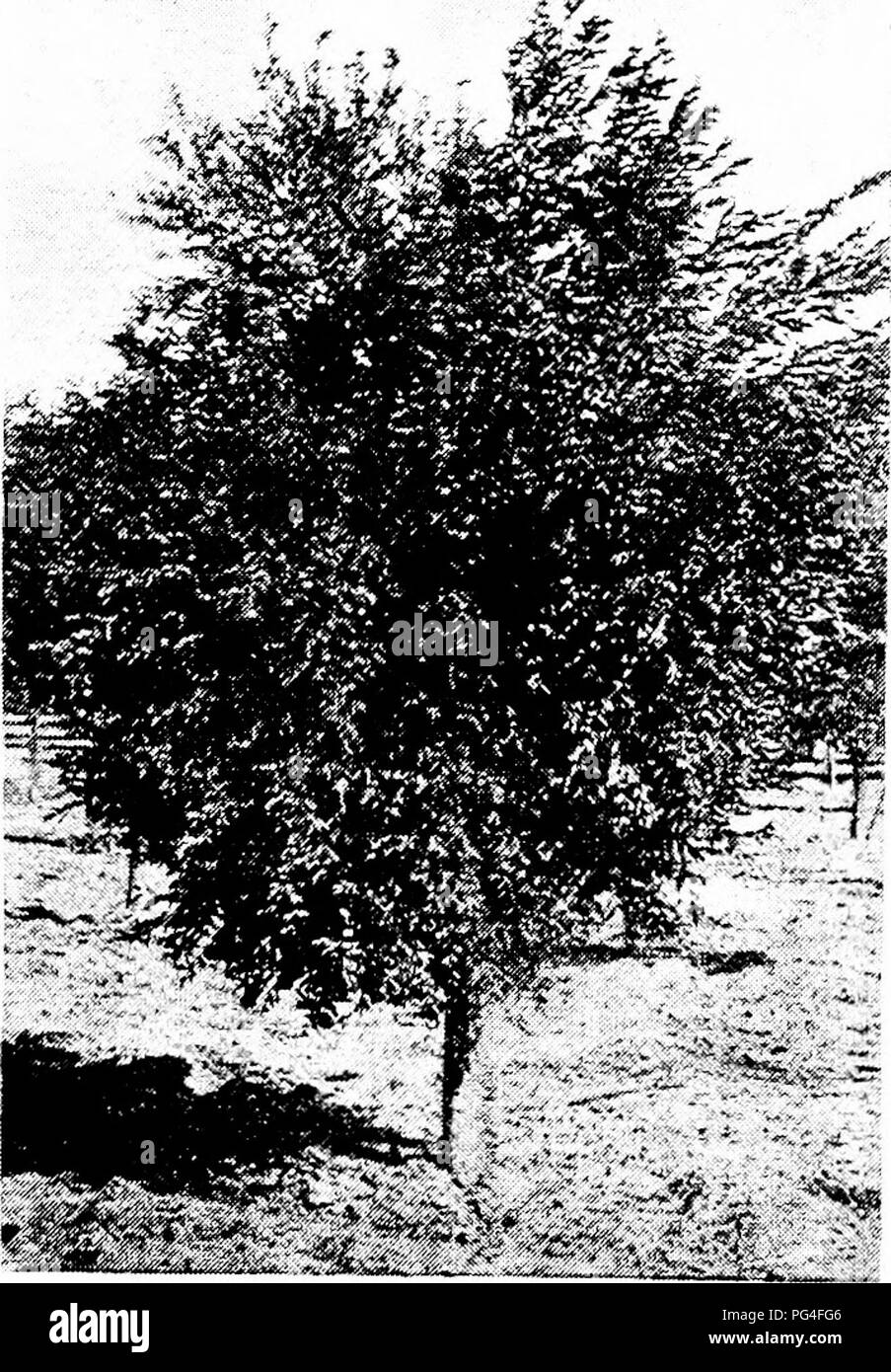 Dwarf weeping tree hi-res stock photography and images - Alamy