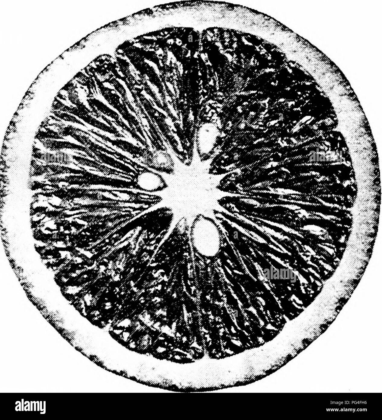 This illustration depicts the Jaffa variety of citrus fruits grown in ...