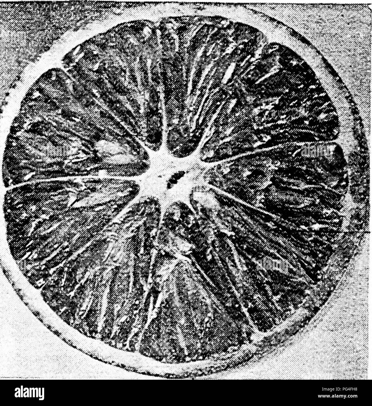 Valencia variety Black and White Stock Photos & Images - Alamy