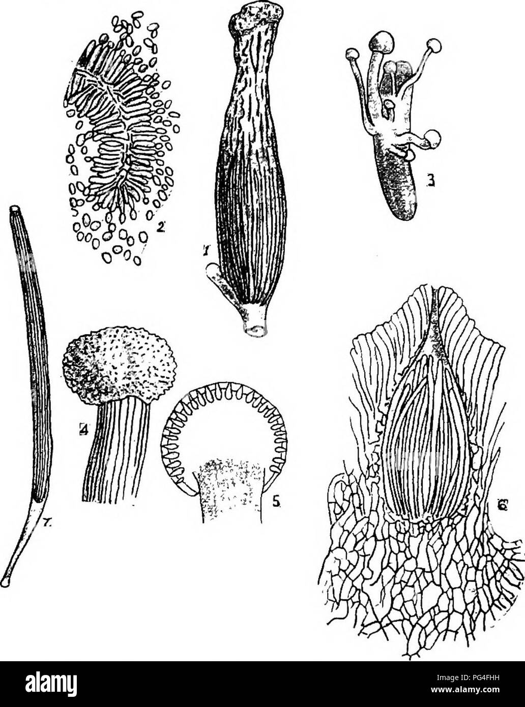 This work addresses various plant diseases found in Minnesota ...