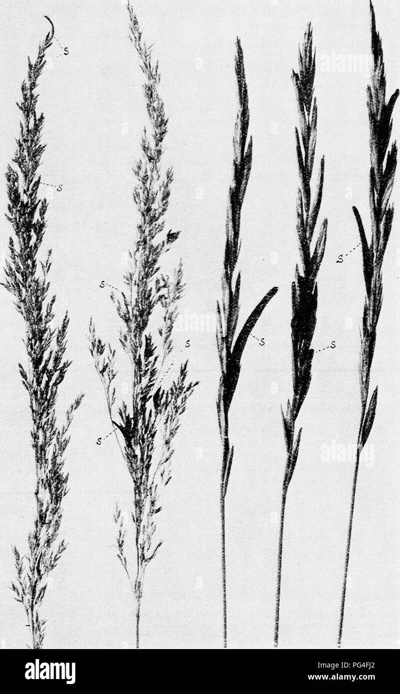 This image depicts the different forms of ergot, a fungal disease ...