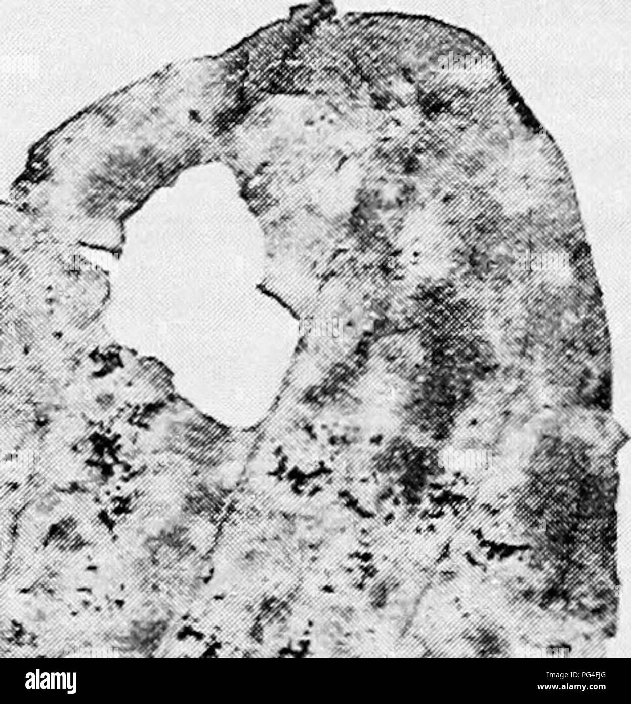 Leaf powdery mildew Black and White Stock Photos & Images - Alamy